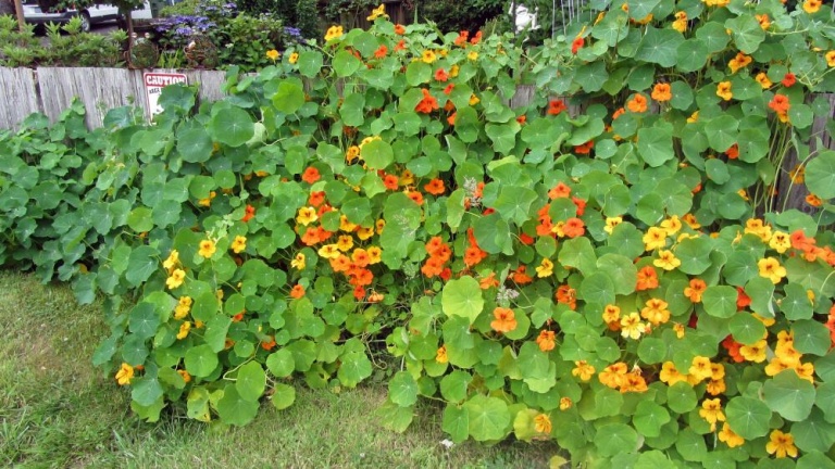 How to Use: Nasturtiums - Perth City Farm